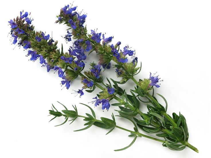Hyssop - plantsgate